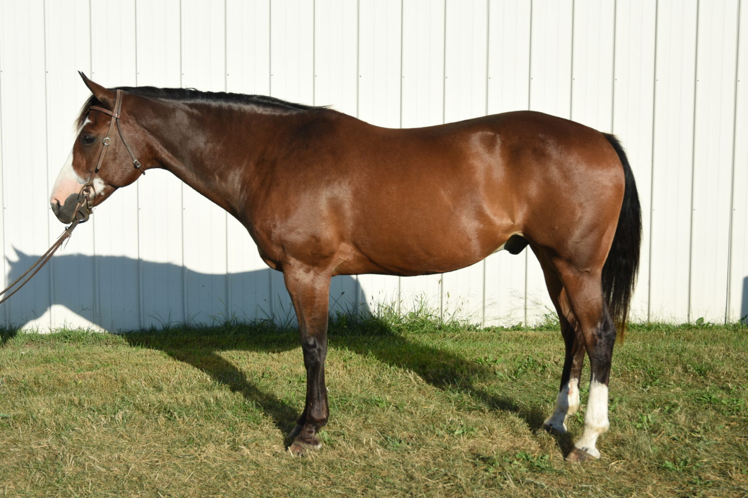 Riding Herd | The Equestrian Team of Truman State University